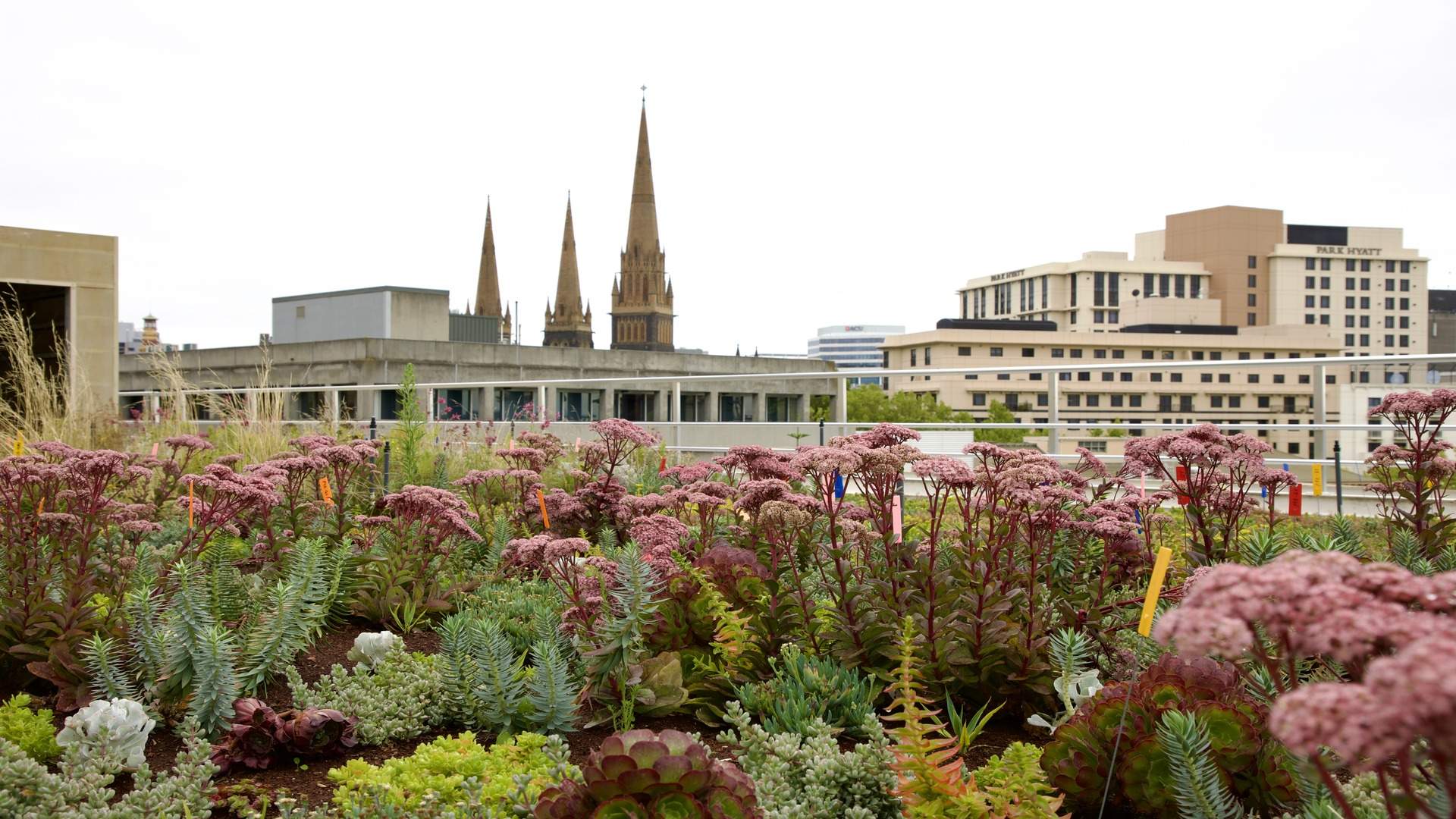 A New Secret Garden Has Opened on a Melbourne CBD Rooftop to Encourage ...
