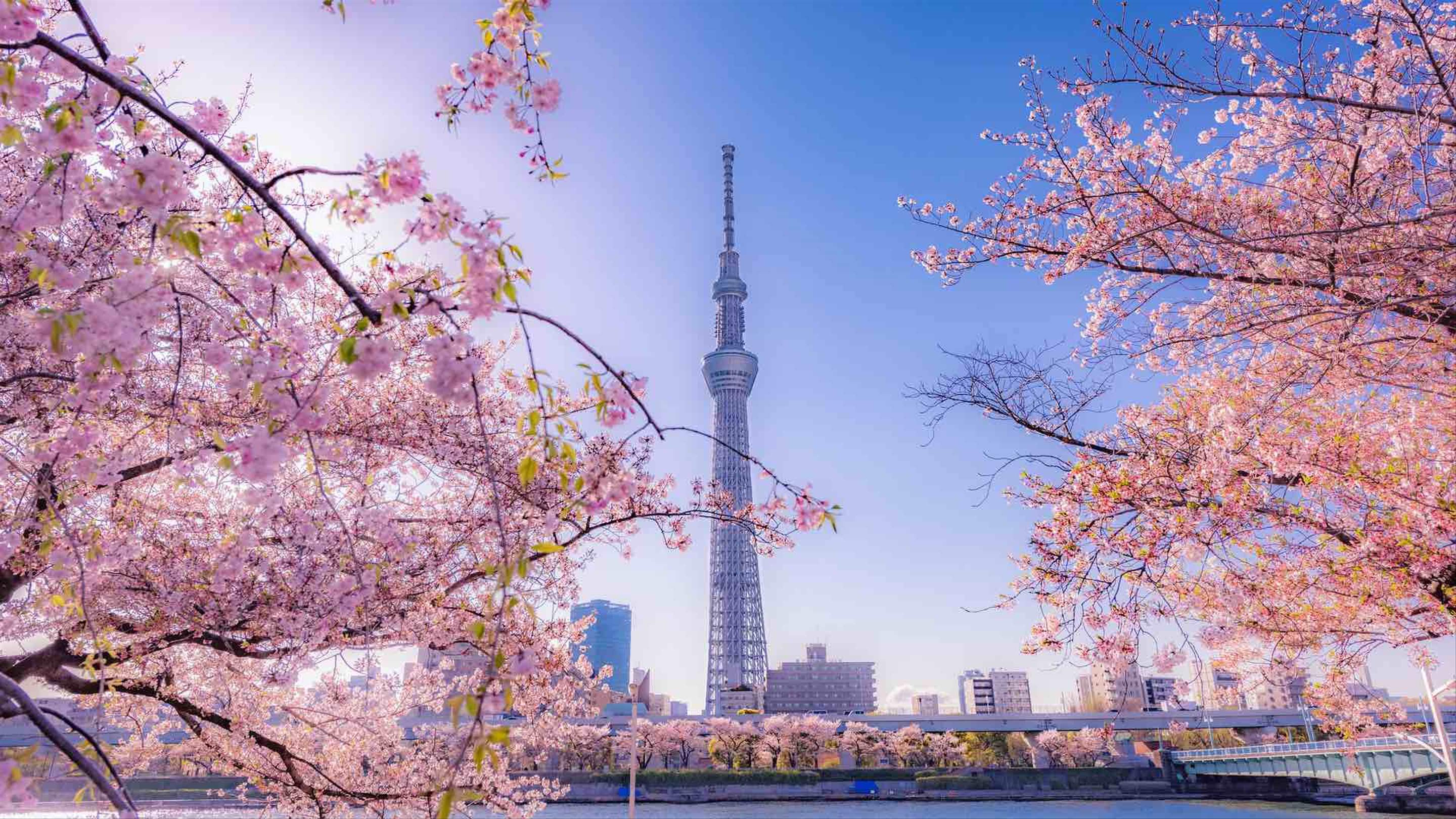 How to Make the Most of Your Japan Trip During Cherry Blossom Season ...
