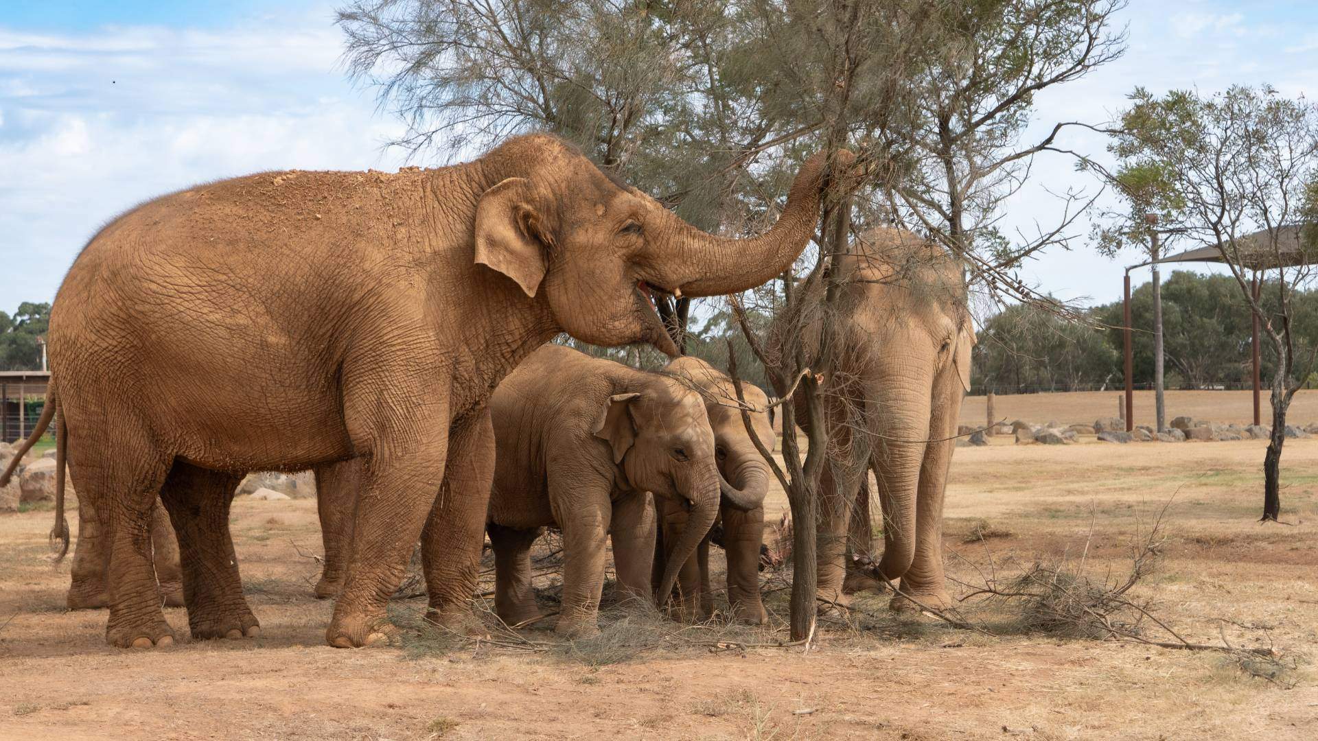 Now Open: Werribee Open Range Zoo's New Elephant Trail Sprawls Across ...