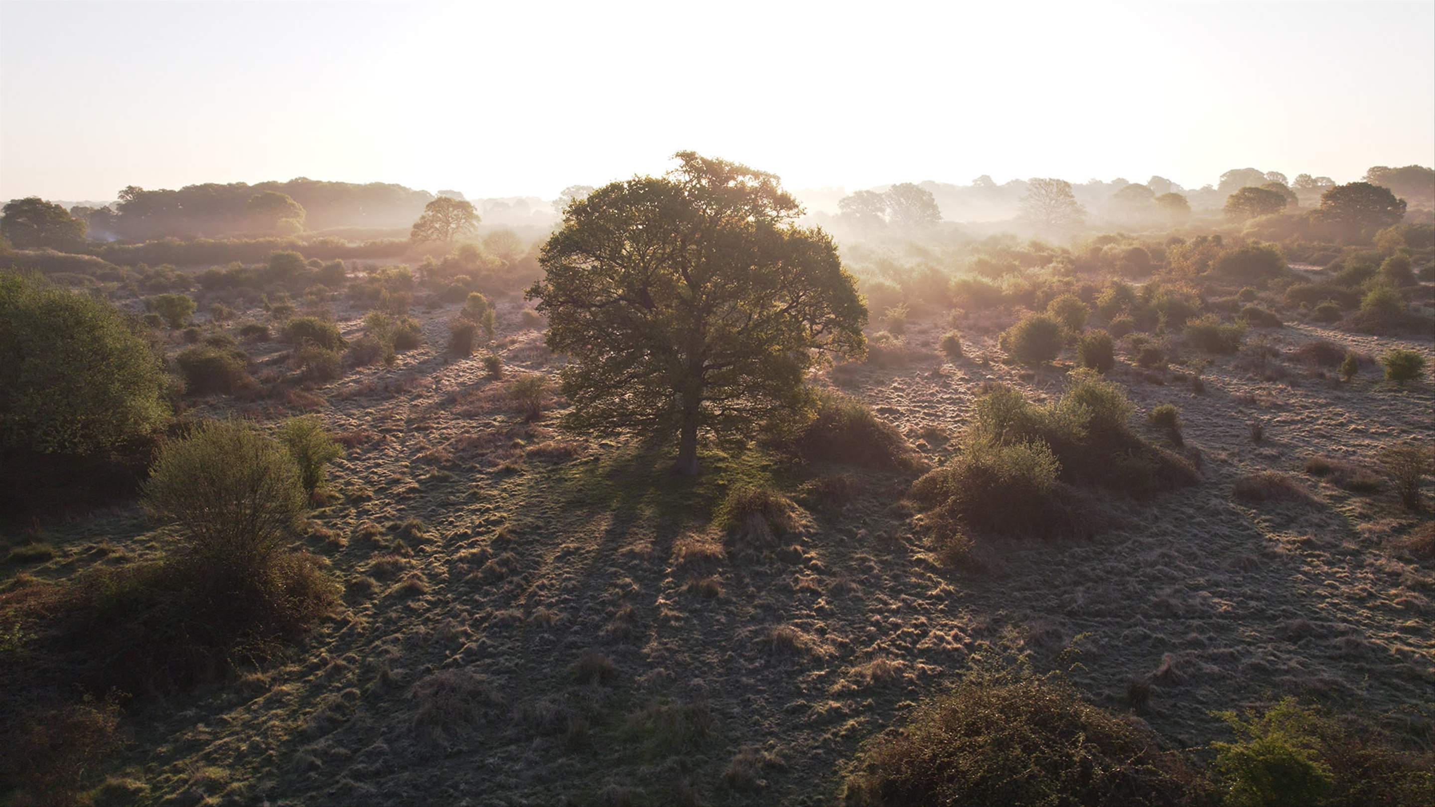 Embracing the Power of Standing Back and Letting Nature Take Its Course ...