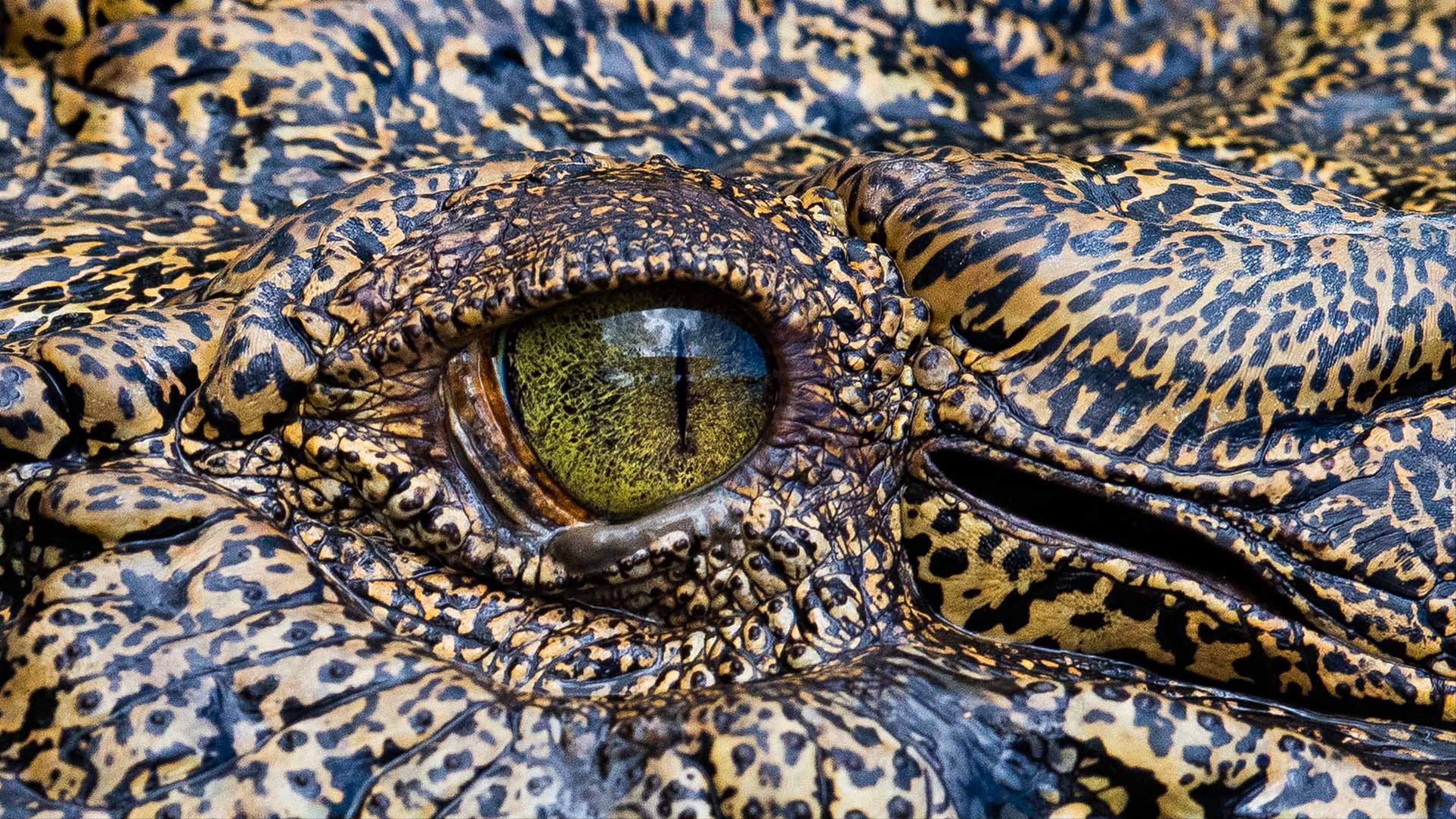 A World-Premiere Exhibition Dedicated to Crocodiles Is Snapping Its Way ...