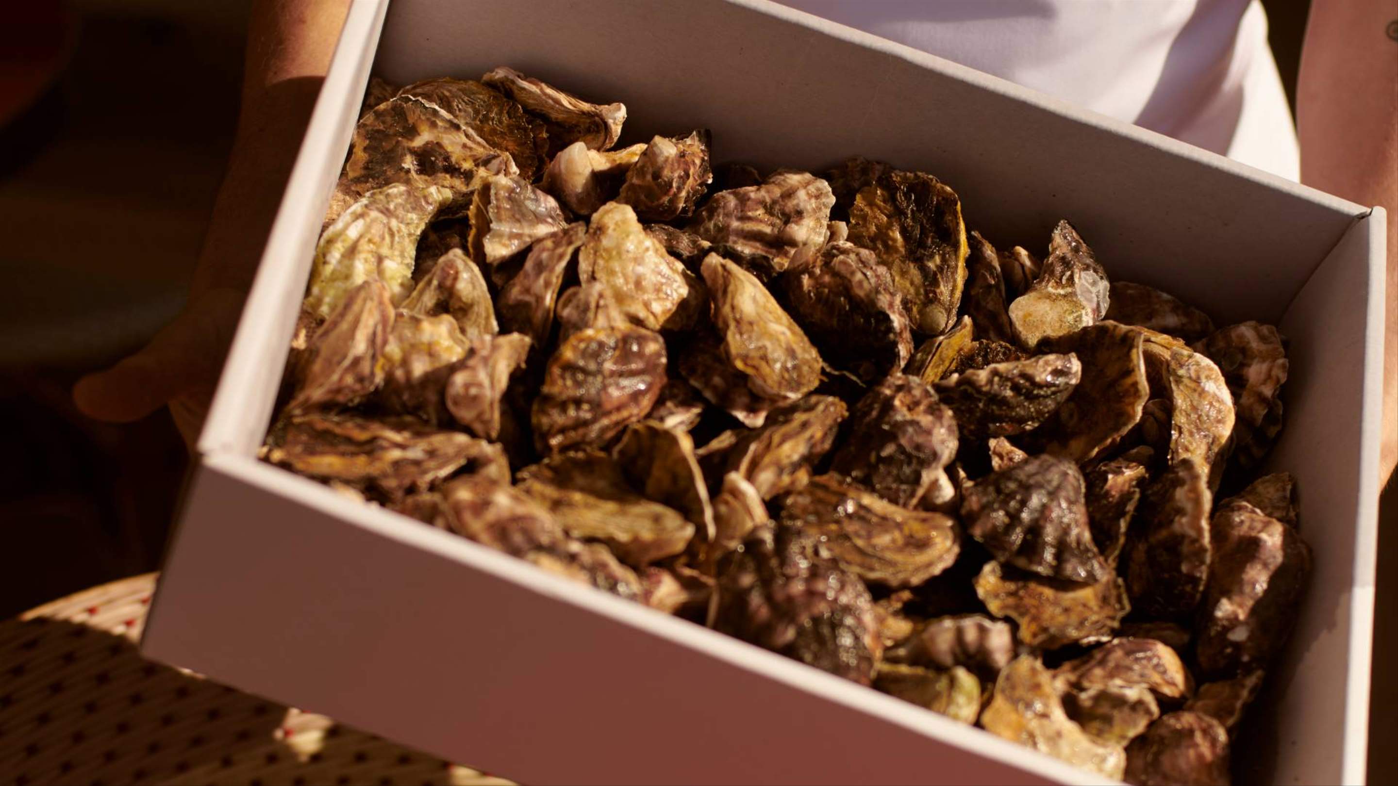 $2 Oysters at Bar Miette - Concrete Playground