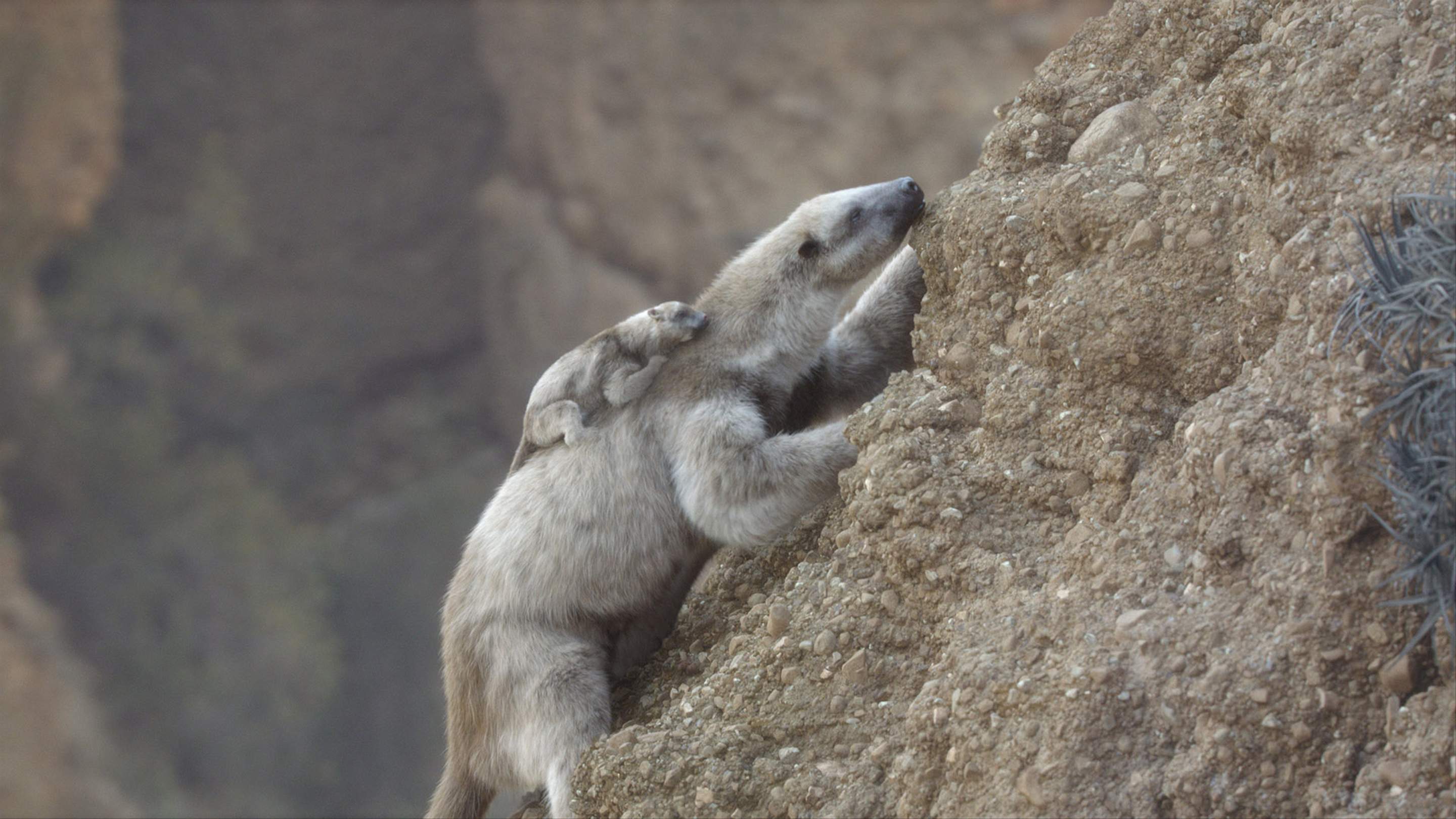 'Prehistoric Planet' Is Returning with an Ice Age-Focused Third Season ...